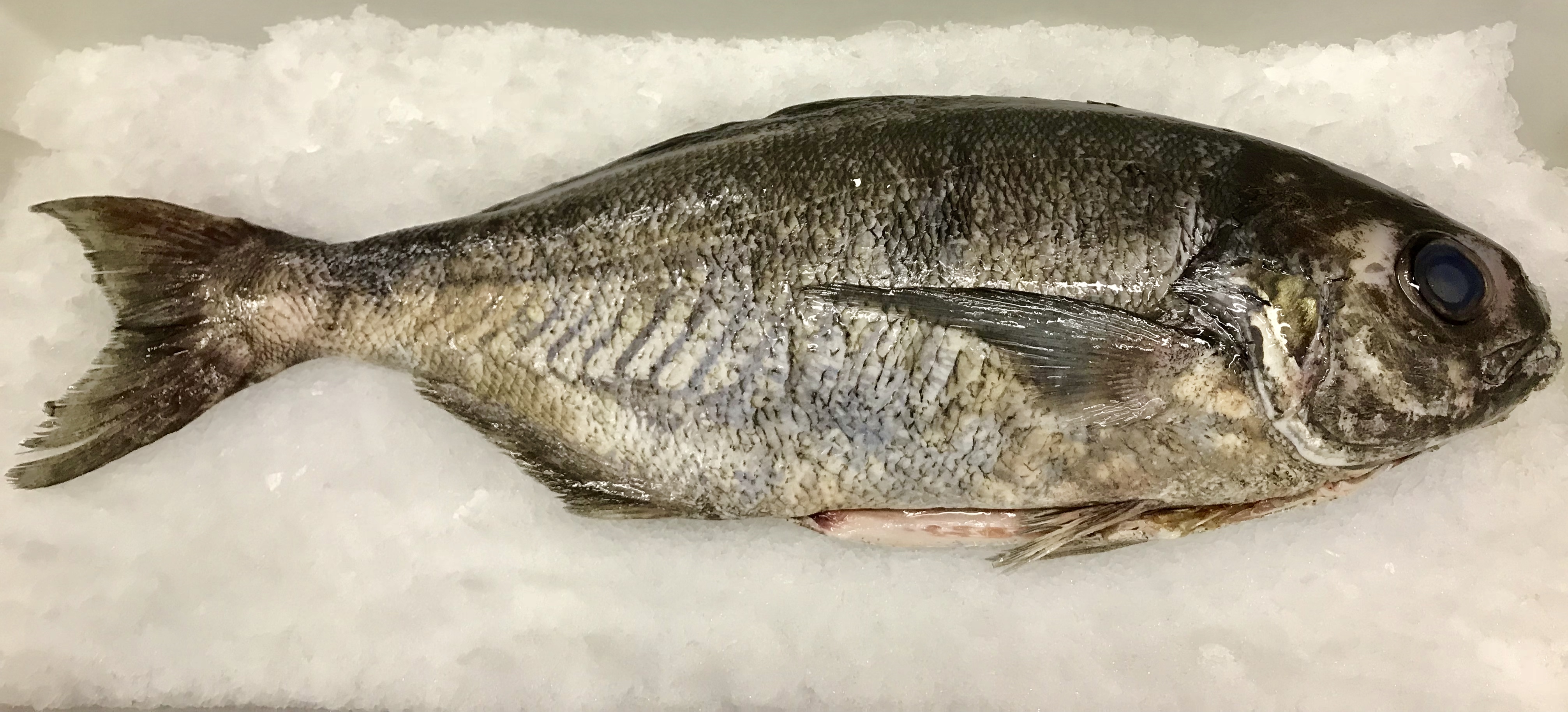 Fresh From the Sea! - What Chefs Want!