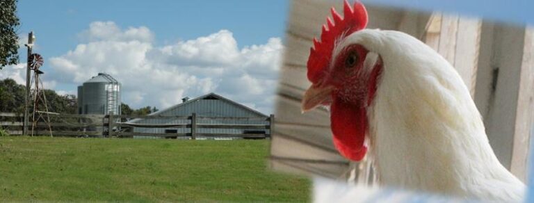 Springer Mountain Farms Chicken - What Chefs Want!