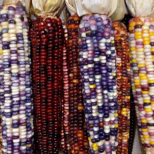 Item of the Day: Indian Corn - What Chefs Want!
