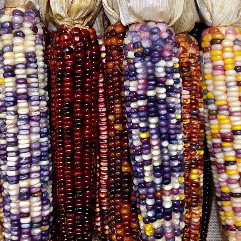 Item of the Day: Indian Corn - What Chefs Want!