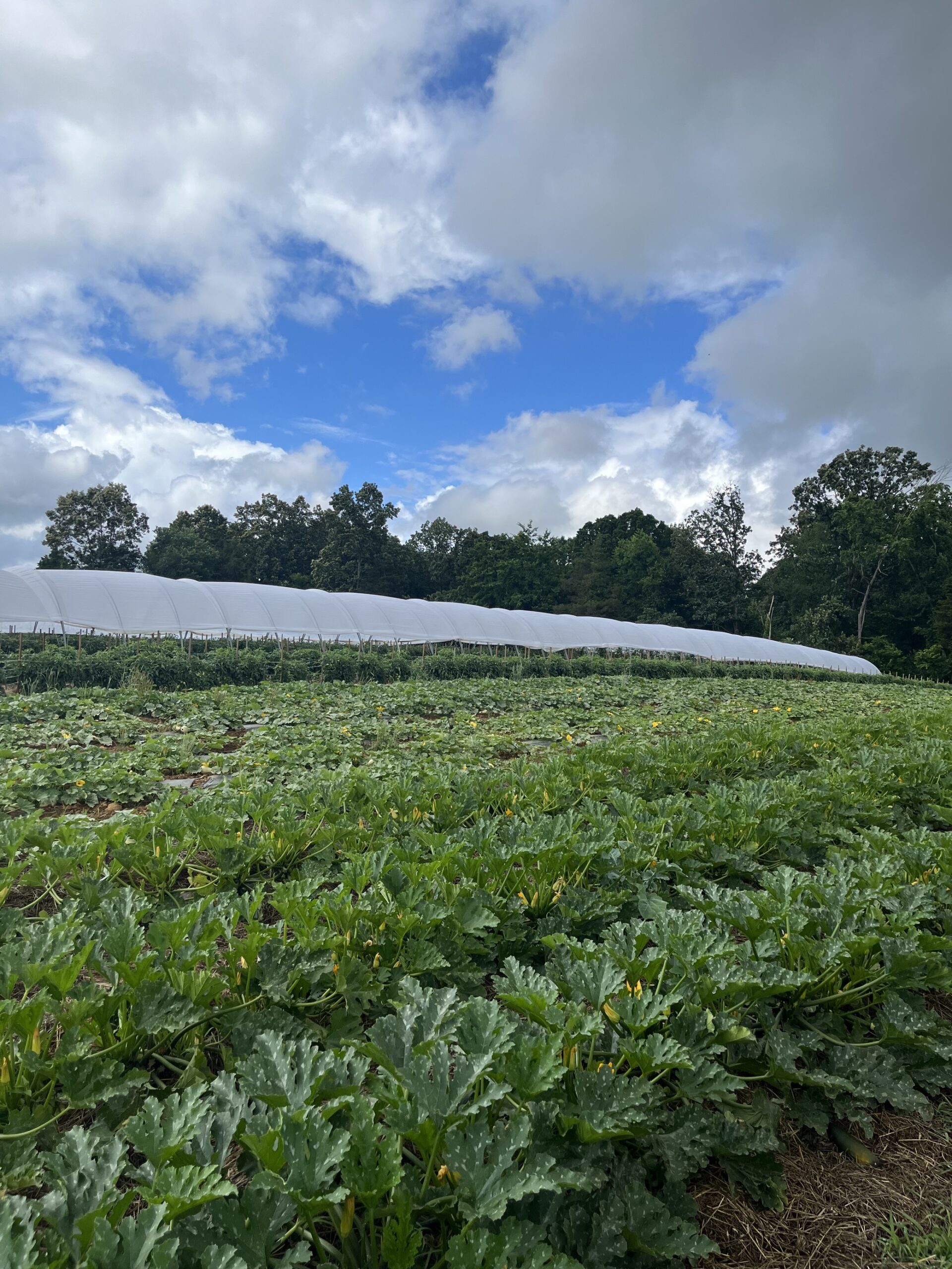 Locally Grown, Delivered to You - What Chefs Want!