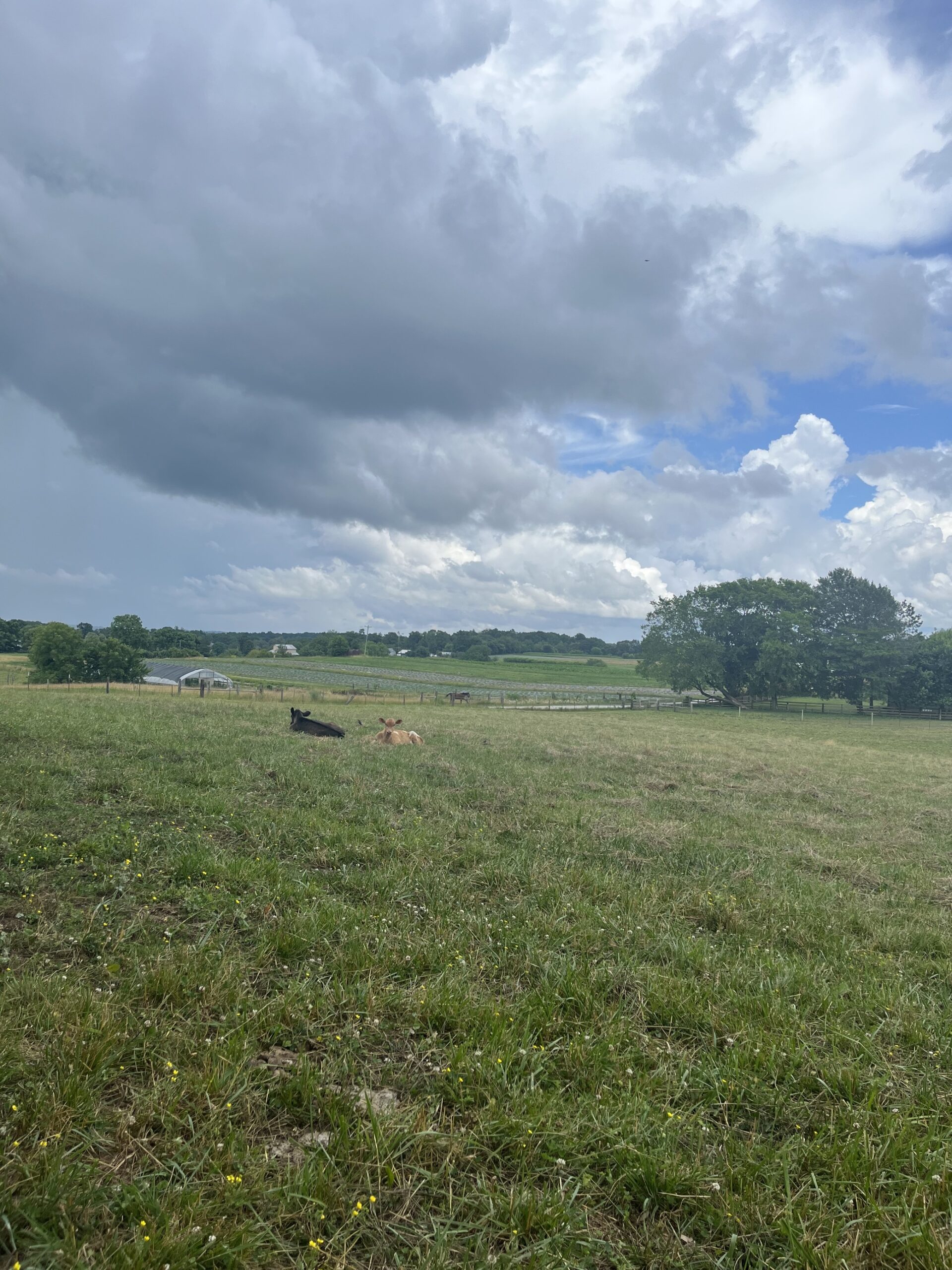 Locally Grown, Delivered to You - What Chefs Want!