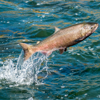 Exploring the Seasonality of Fish: Understanding What's Fresh and Why