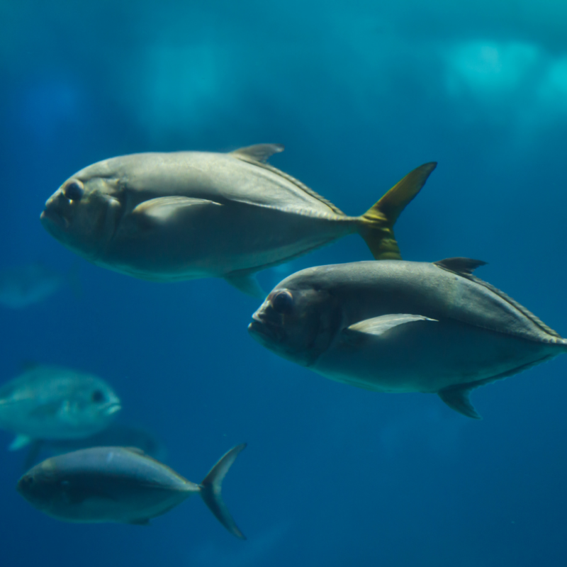 Exploring the Seasonality of Fish: Understanding What's Fresh and Why