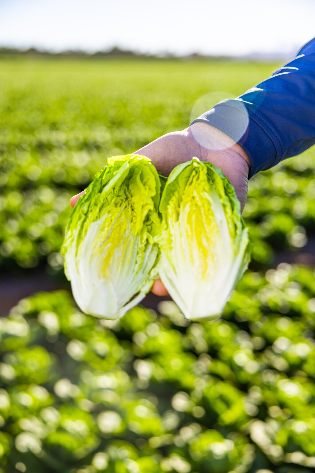 The Tanimura & Antle Story: A Legacy of Quality and Innovation