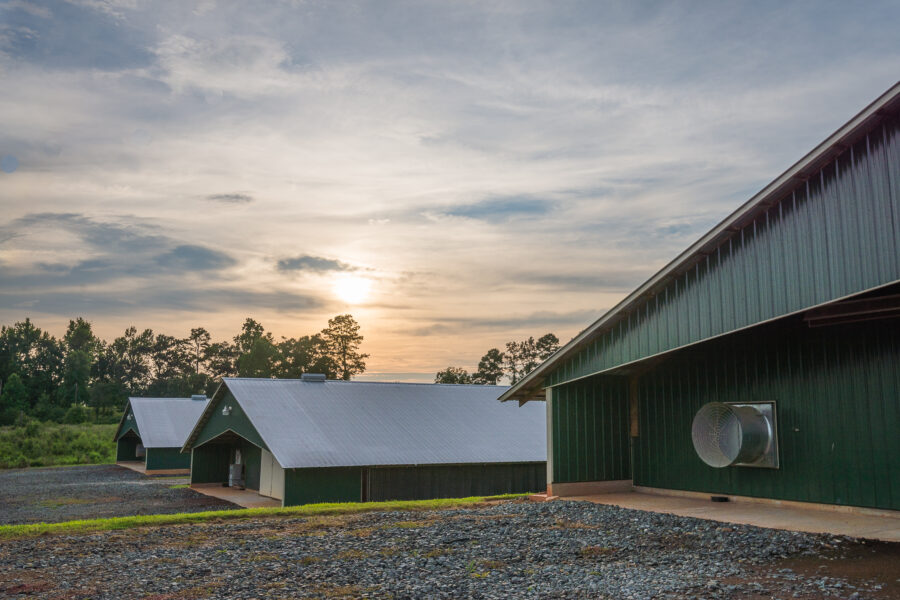 The Secret Behind the Best Chicken on Your Menu