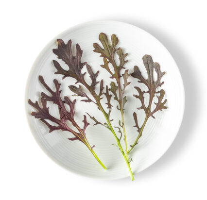 Fall’s Microgreen Magic: Fresh Origins Makes It Easy to Get Creative